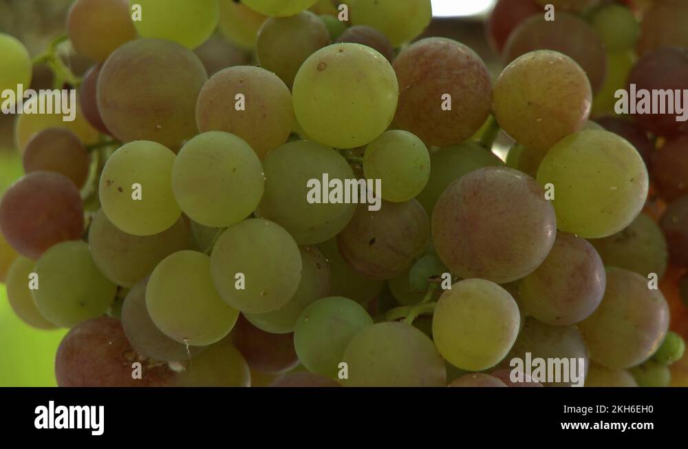 Sultana grape Stock Videos & Footage - HD and 4K Video Clips - Alamy