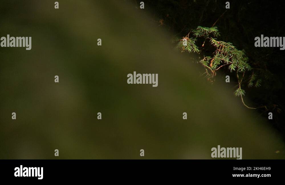 Hemlock trunk Stock Videos & Footage - HD and 4K Video Clips - Alamy