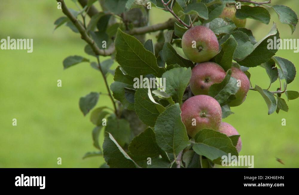 Full limb Stock Videos & Footage - HD and 4K Video Clips - Alamy