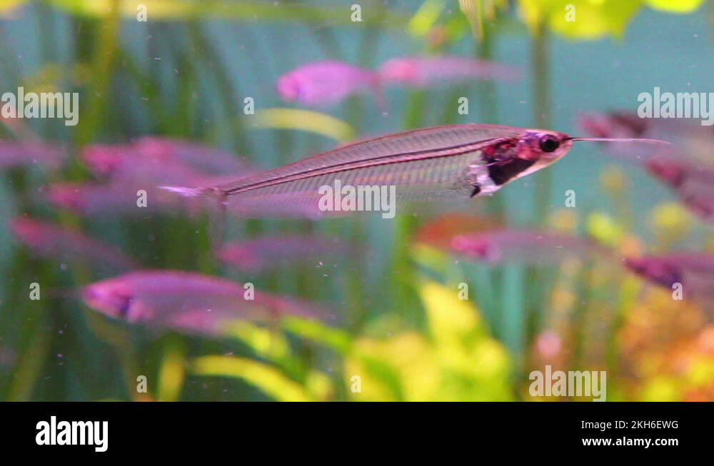 transparent Glass or Ghost catfish under water Stock Video Footage - Alamy