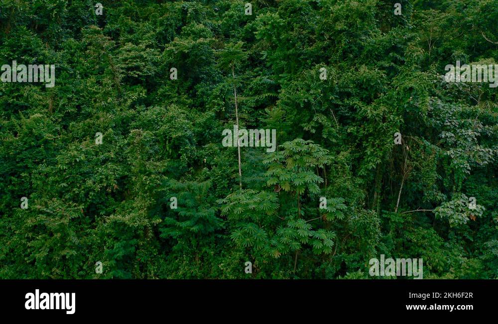 Rising aerial along hillside Amazon Rainforest Jungle Canopy Stock ...