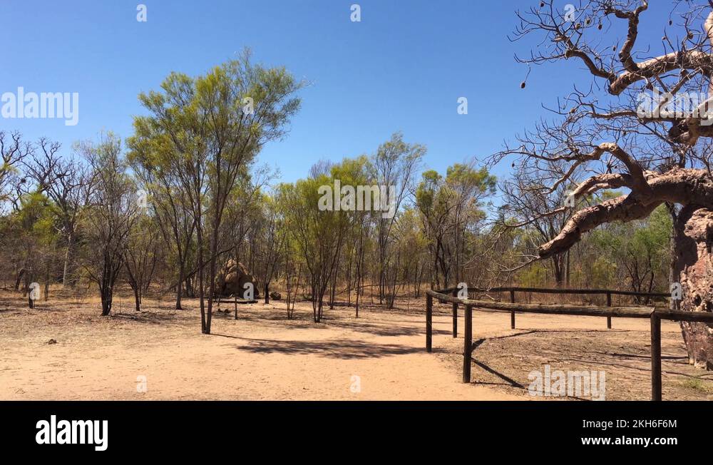 Prison tree Stock Videos & Footage - HD and 4K Video Clips - Alamy