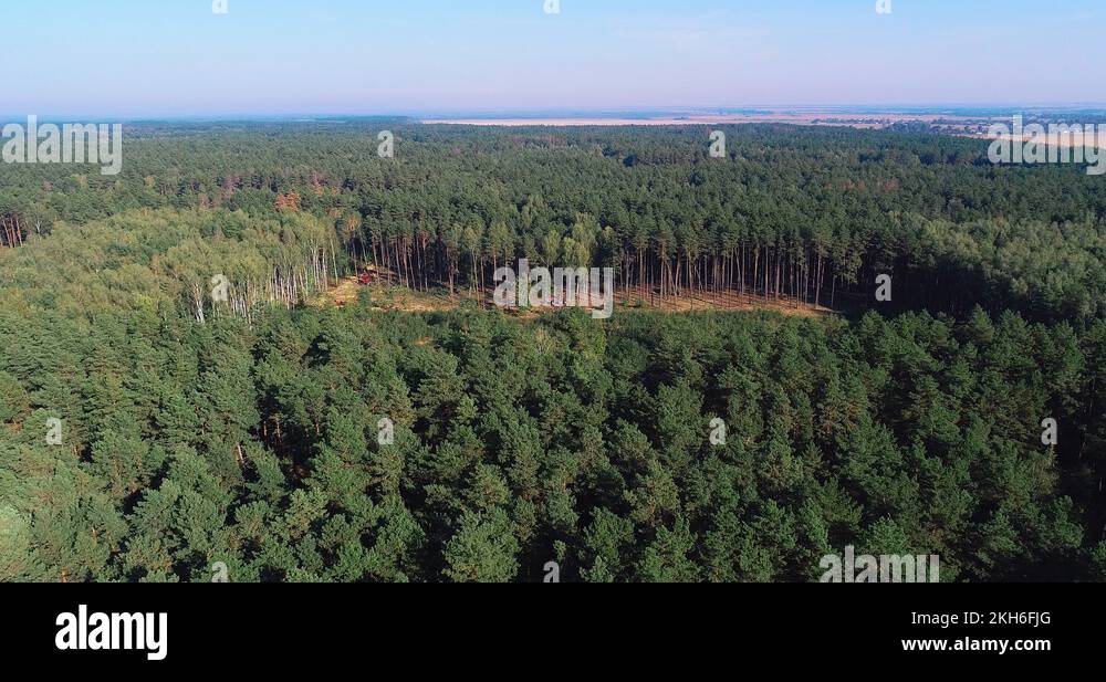 Logging aerial view, Deforestation on an industrial scale ...
