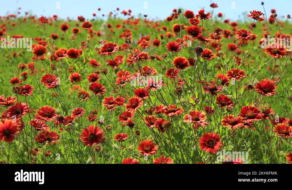 Field of indian paintbrush wildflowers Stock Videos & Footage - HD and ...