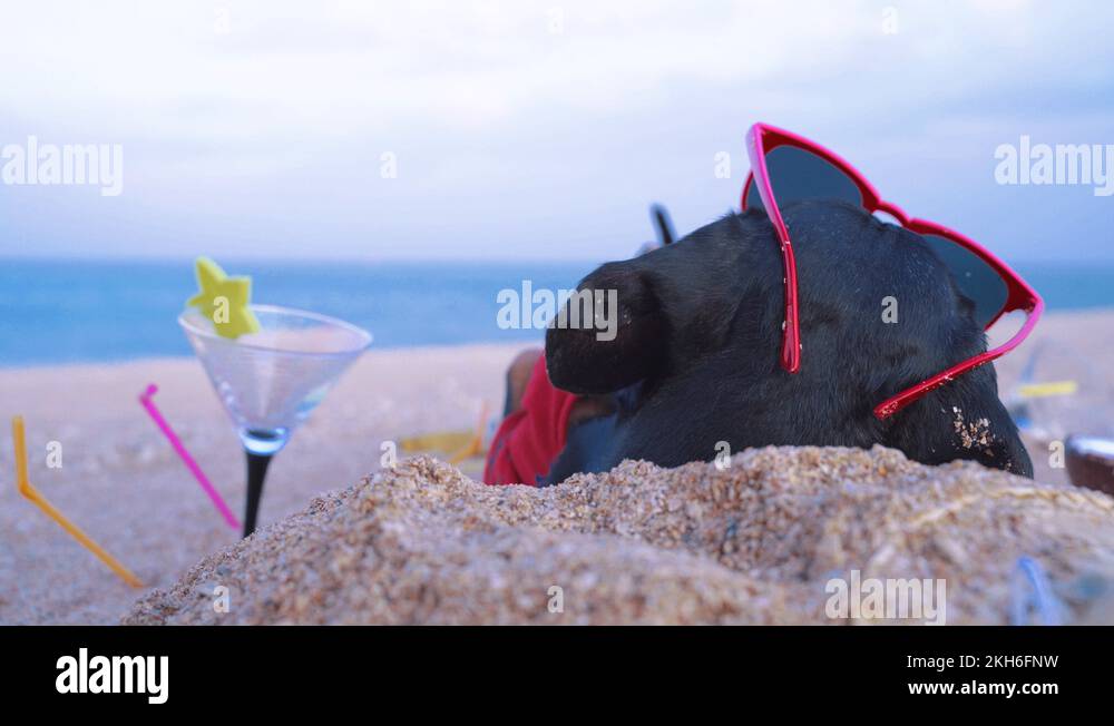 Dog buried in sand Stock Videos & Footage - HD and 4K Video Clips - Alamy