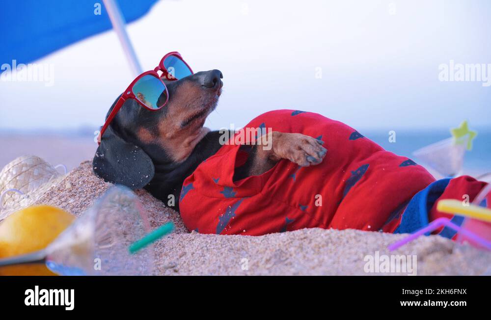 cute fat dog of dachshund, black and tan, lies sunbathing at the beach ...