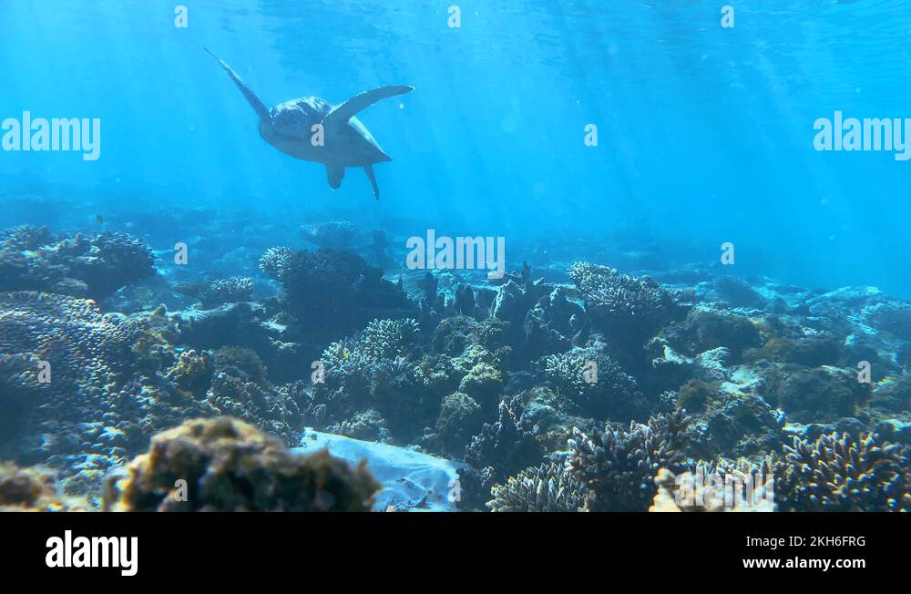 Old green turtle glides over the camera, low angle, in the Maldives ...