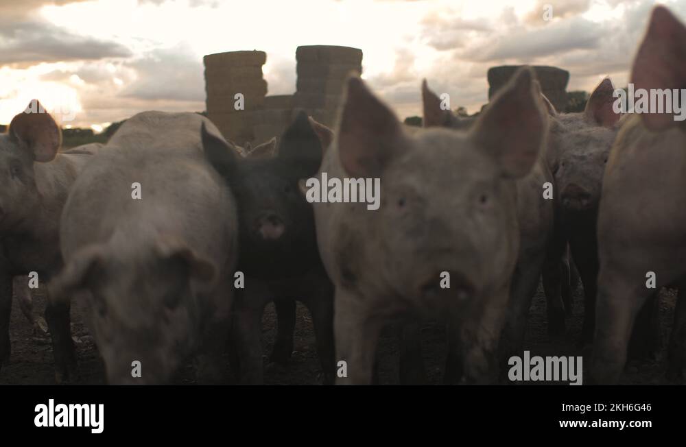 Drove of pigs Stock Videos & Footage - HD and 4K Video Clips - Alamy
