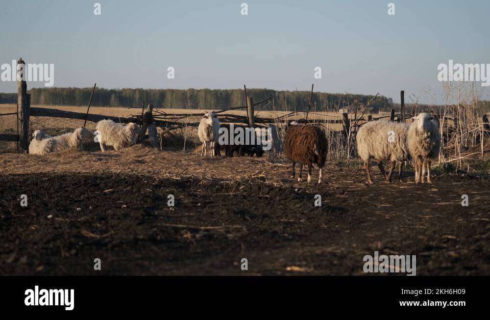 A small flock of sheep scattered on an empty, broken, semi-abandoned ...