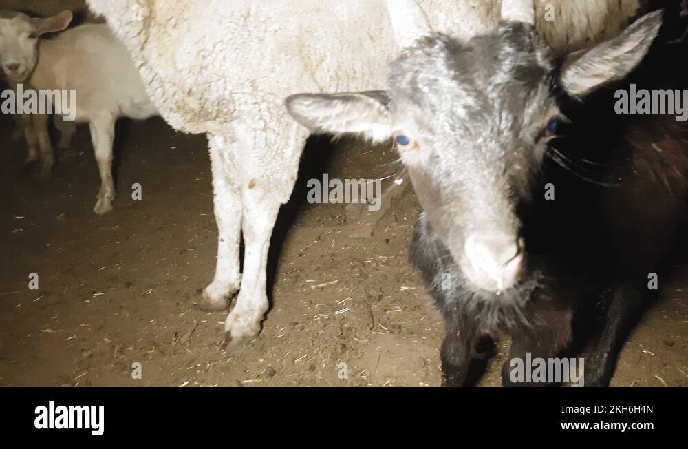 Broad tailedsheep Stock Videos & Footage - HD and 4K Video Clips - Alamy