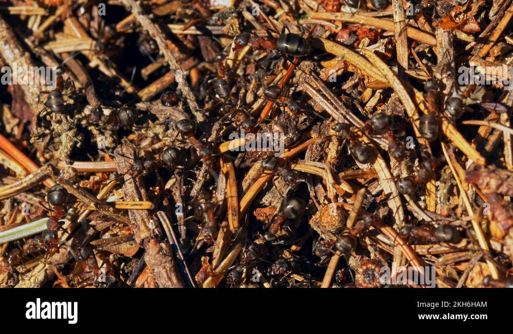 Formica mound Stock Videos & Footage - HD and 4K Video Clips - Alamy