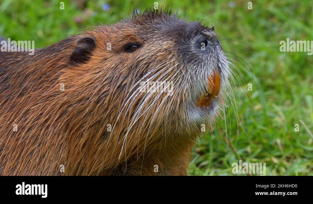 Nutria coypu (Myocastor coypus) sniffing Stock Video Footage - Alamy