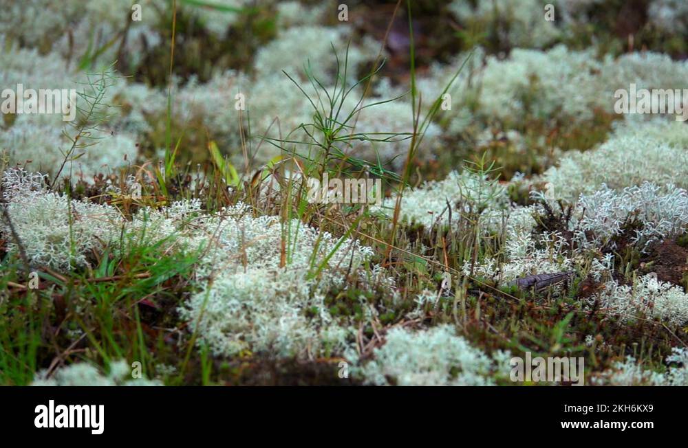 White path moss Stock Videos & Footage - HD and 4K Video Clips - Alamy