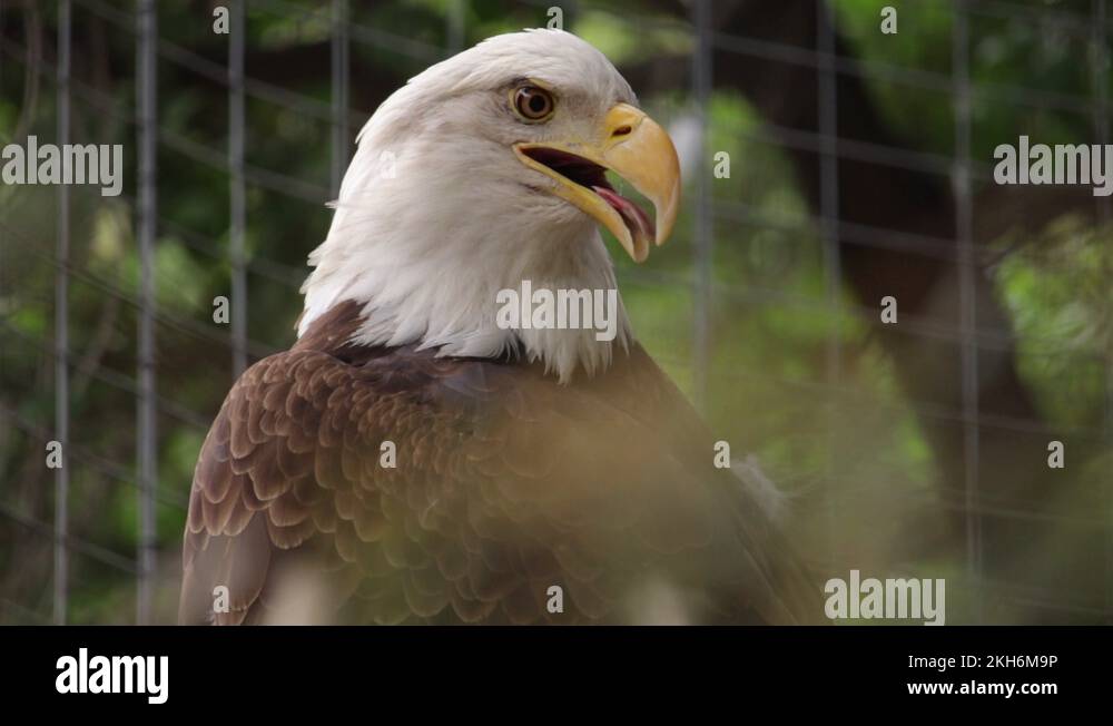 Image of a bald eagle Stock Videos & Footage - HD and 4K Video Clips ...
