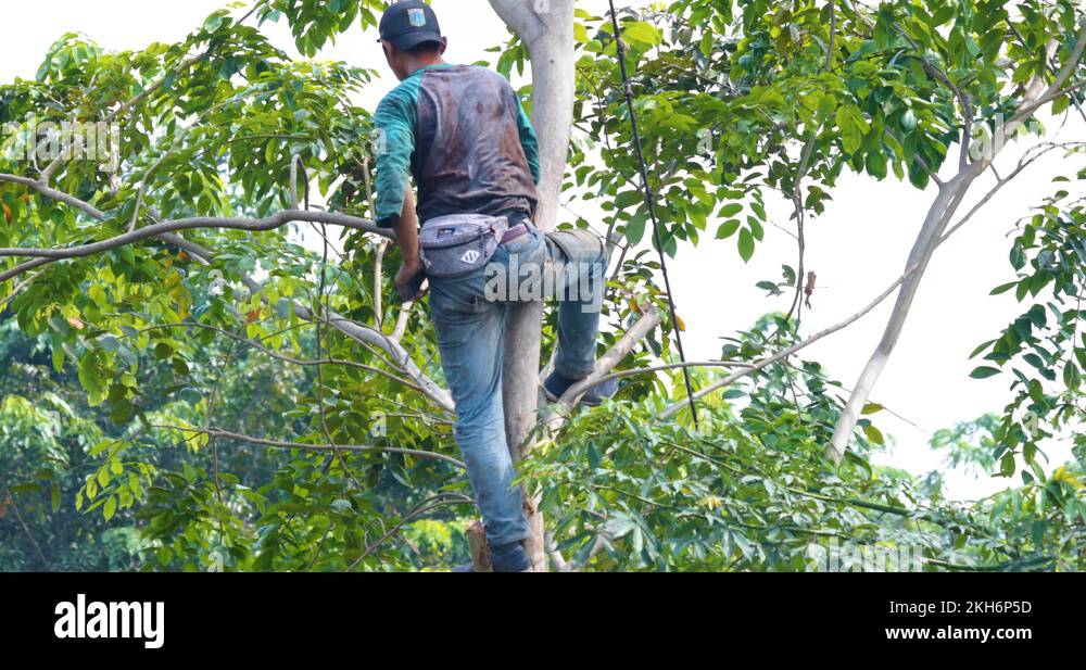 Man cutting trees Stock Videos & Footage - HD and 4K Video Clips - Alamy