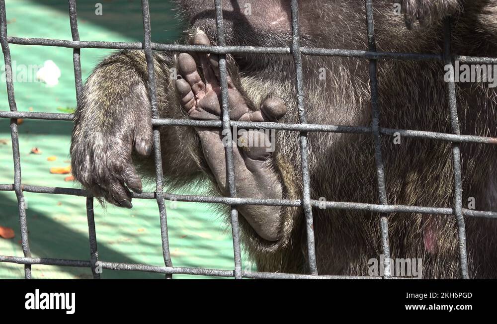 Monkey hand foot Stock Videos & Footage - HD and 4K Video Clips - Alamy