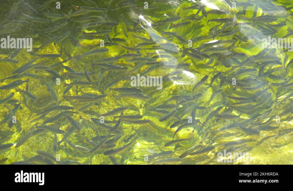 The concept of fish farming. close-up. many trout fry splash in the ...