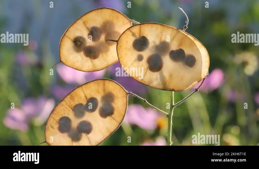 Lunar flower Stock Videos & Footage - HD and 4K Video Clips - Alamy