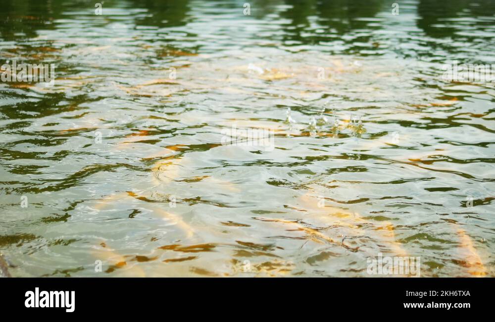 close-up. amber golden trout. fish floating freely in water at a fish ...