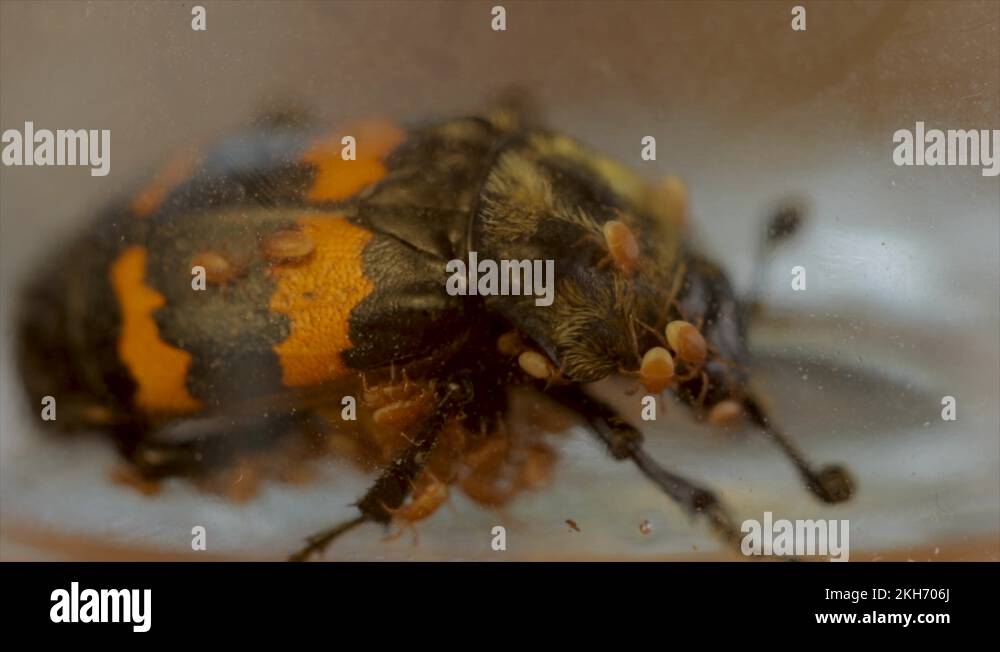 Insect life close up mites on carrion beetle. Parasites infesting ...