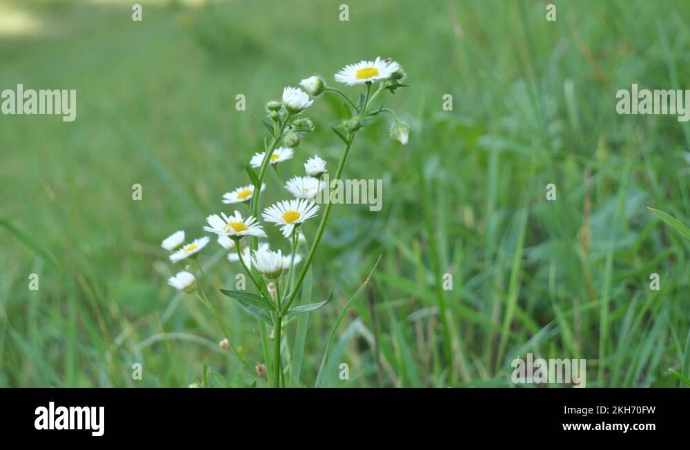 Green grass daisy flowers Stock Videos & Footage - HD and 4K Video ...