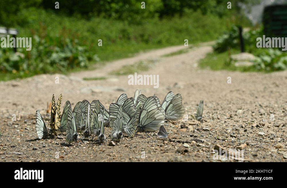 Cyan wings Stock Videos & Footage - HD and 4K Video Clips - Alamy