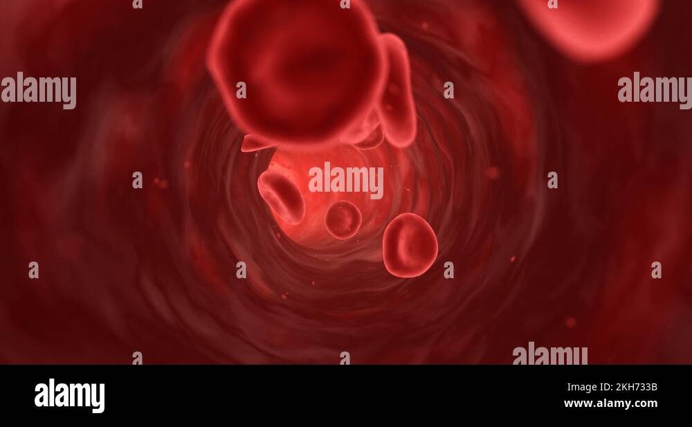 Red blood cells travelling through a blood vessel. Clip loops ...