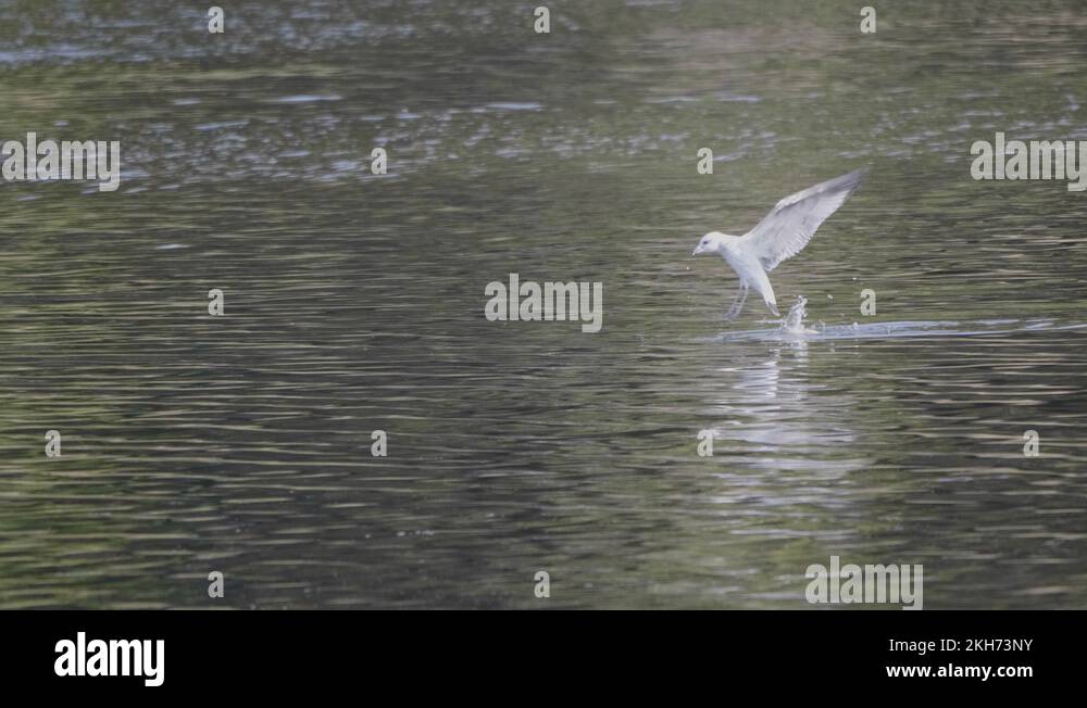 Grab reflex Stock Videos & Footage - HD and 4K Video Clips - Alamy