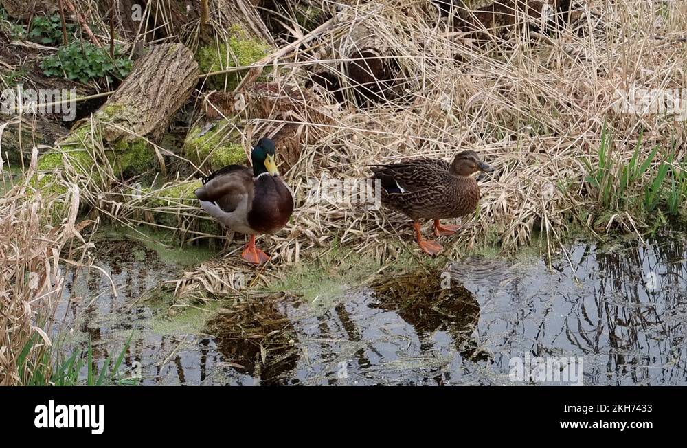 Mallard bird uk Stock Videos & Footage - HD and 4K Video Clips - Alamy
