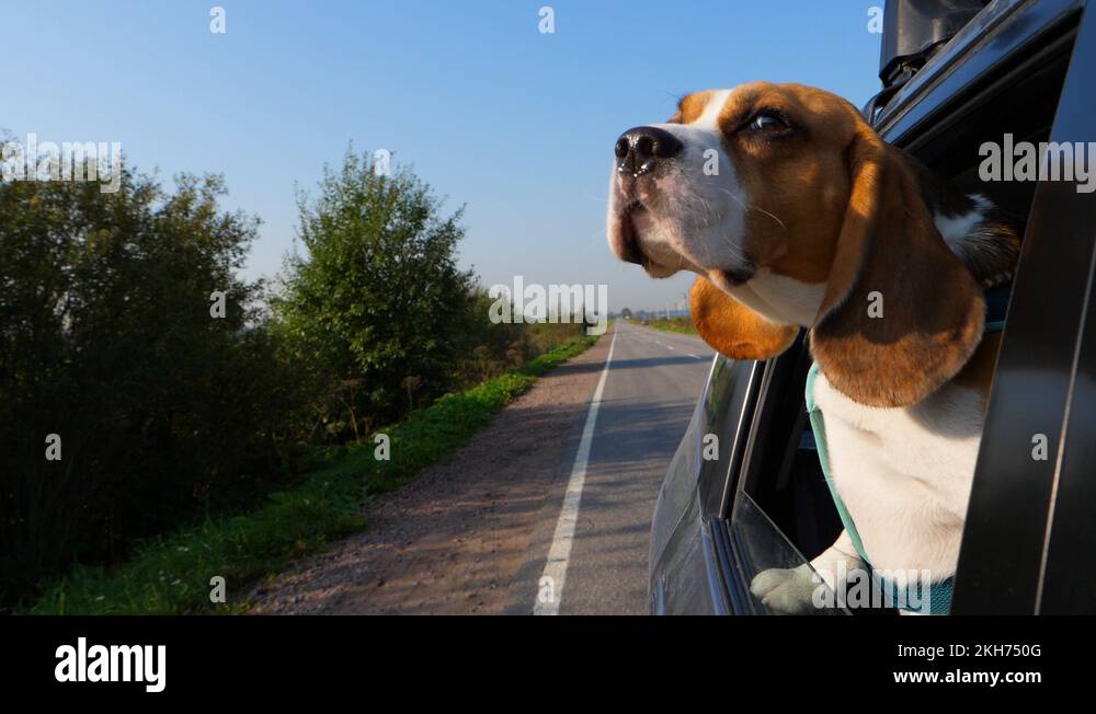 Dog warily look forward and sniff air, travelling by car at rural area ...
