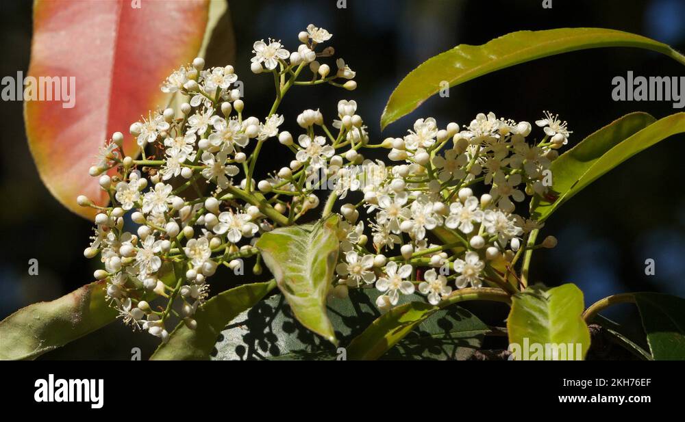 chinese scholar tree or Japonese pagoda tree Stock Video Footage - Alamy