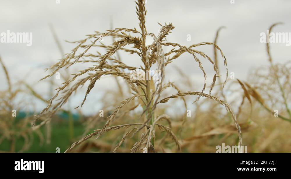 Maize farm ecology Stock Videos & Footage - HD and 4K Video Clips - Alamy