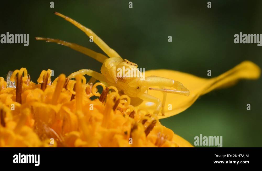 crab spider, Thomisus, on Arnica montana, attack position, yellow, head ...