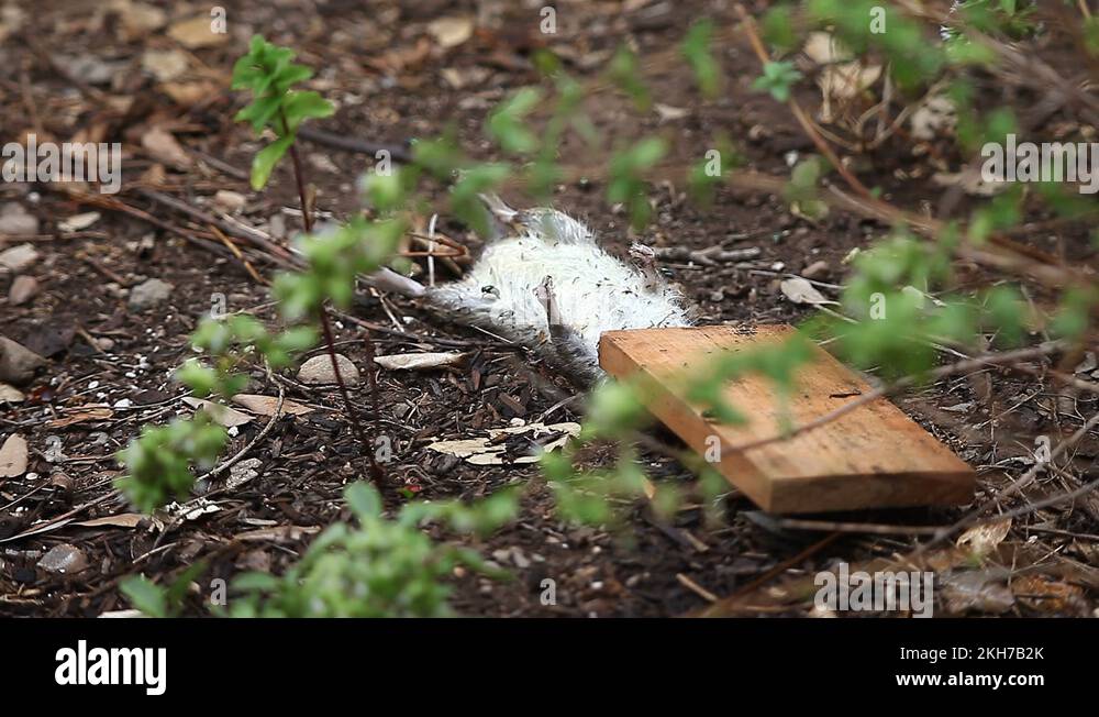 Vermin dead rat pest Stock Videos & Footage - HD and 4K Video Clips - Alamy