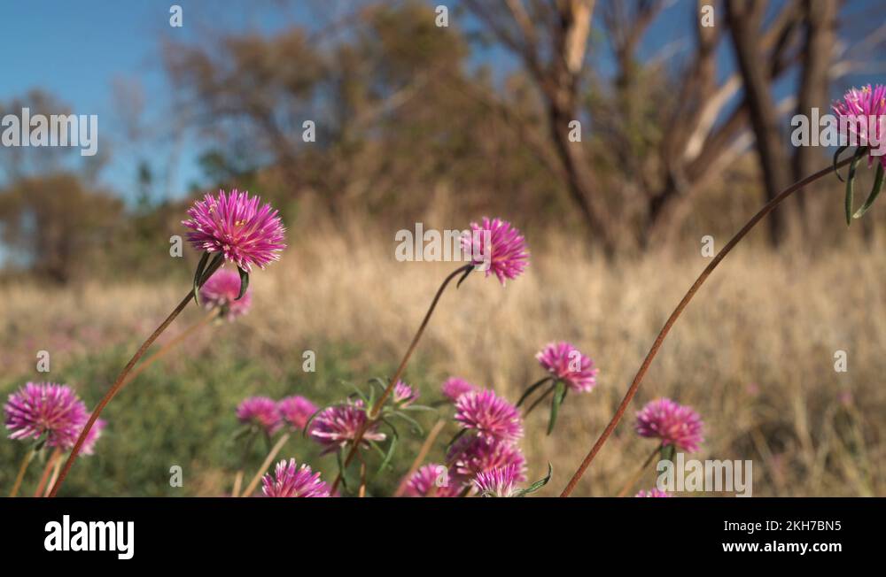 Dry and arid regions Stock Videos & Footage - HD and 4K Video Clips - Alamy