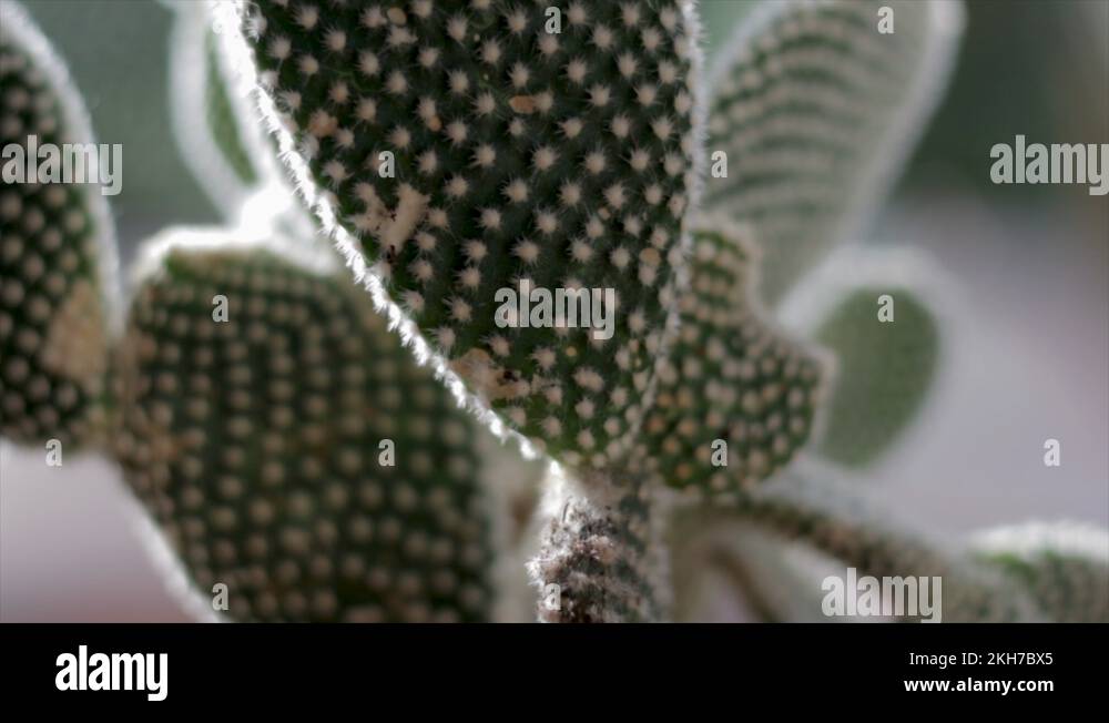 Cactus close up zoom in mouse ear cacti. Succulent house plants growing ...