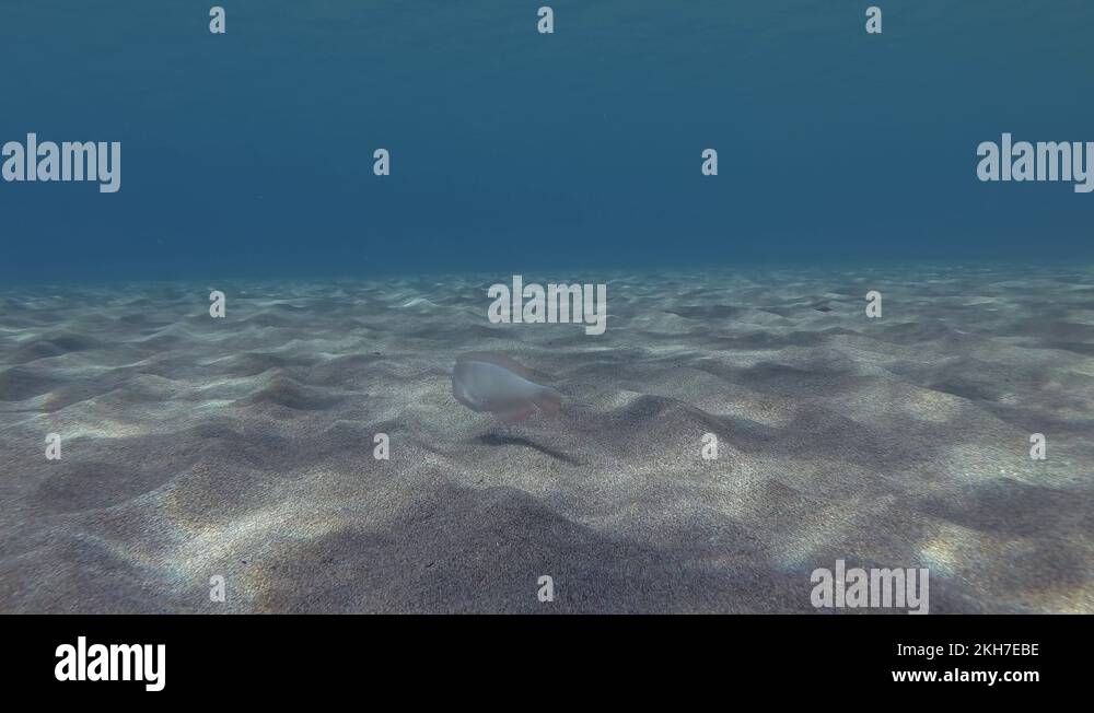 Razorfish swims above sandy bottom. Pearly Razorfish or Cleaver Wrasse ...