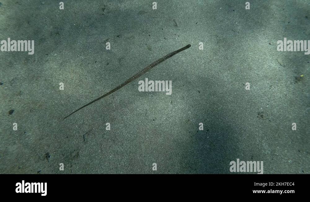 Pipefish swim above sandy bottom. Top view. Broadnosed Pipefish ...