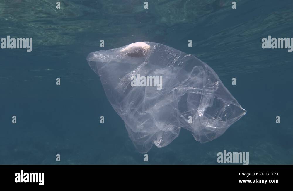 Plastic pollution, Pufferfish died hitting trapped in plastic bag Stock ...