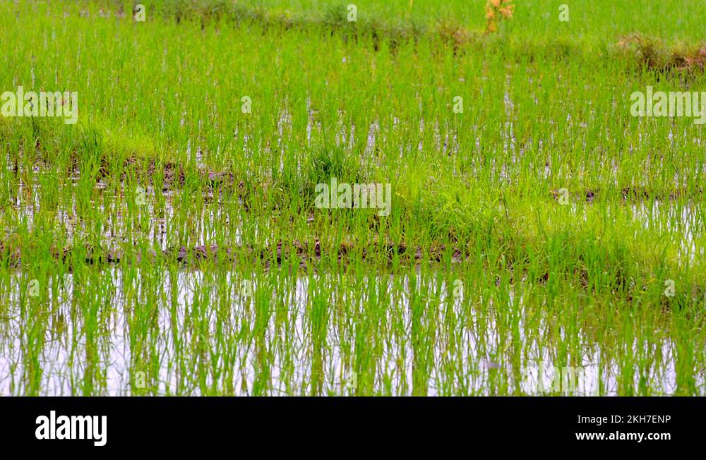 Philippines rice farming Stock Videos & Footage - HD and 4K Video Clips ...
