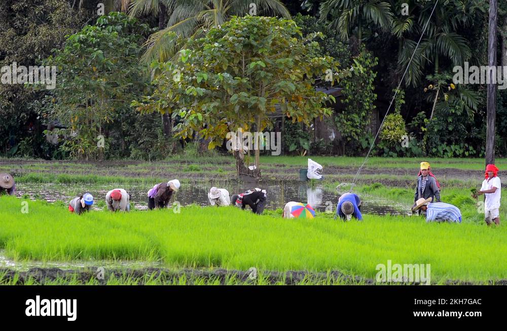 Philippines rice culture Stock Videos & Footage - HD and 4K Video Clips ...