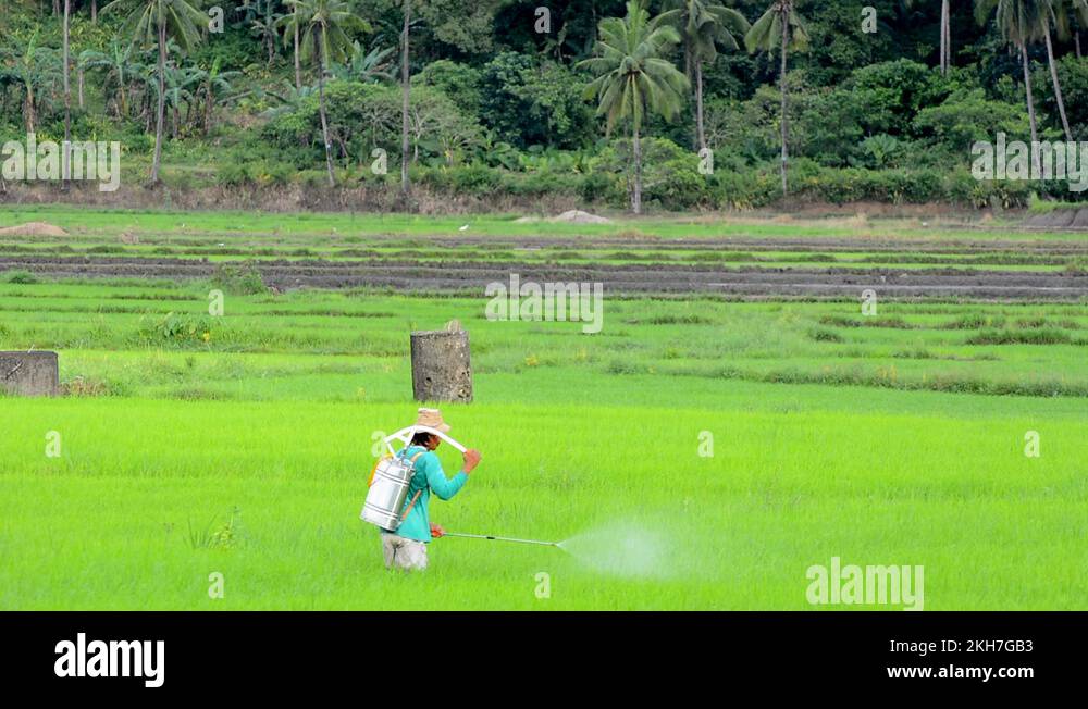 Spraying rice field Stock Videos & Footage - HD and 4K Video Clips - Alamy
