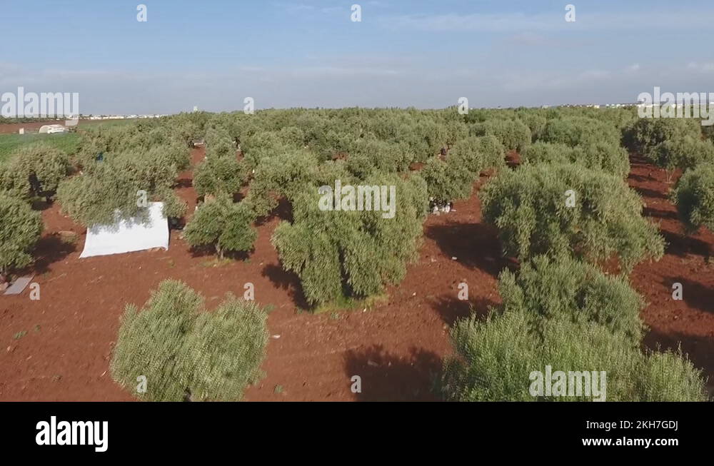 Syrian people Stock Videos & Footage - HD and 4K Video Clips - Alamy