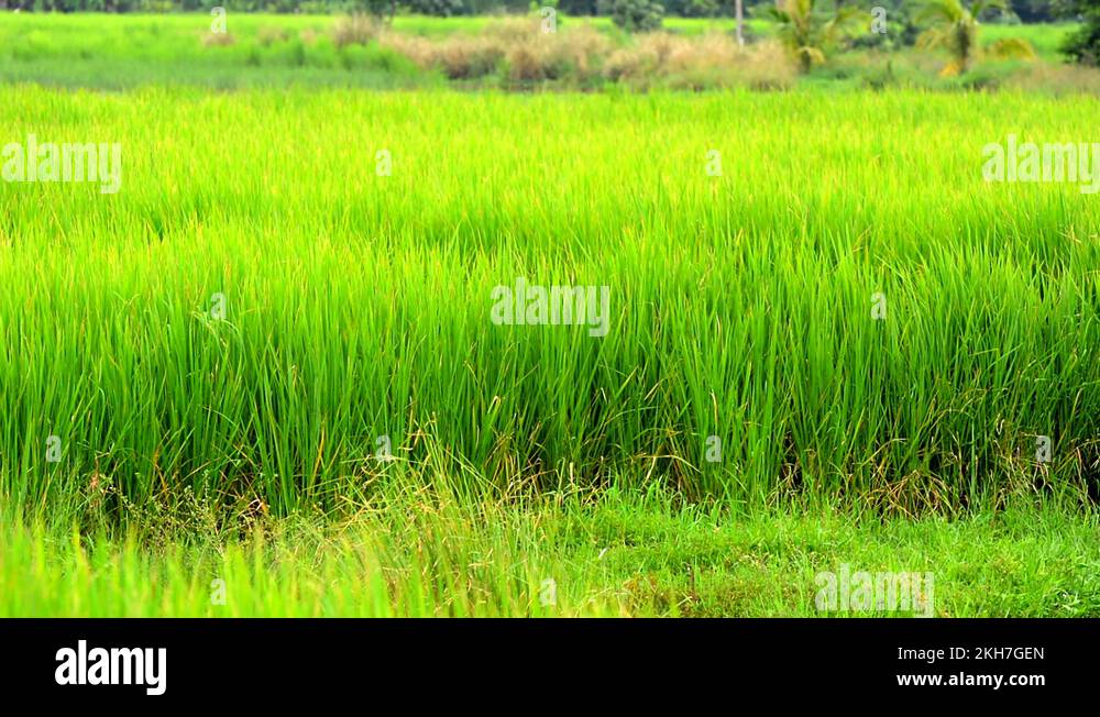 Native to philippines Stock Videos & Footage - HD and 4K Video Clips ...