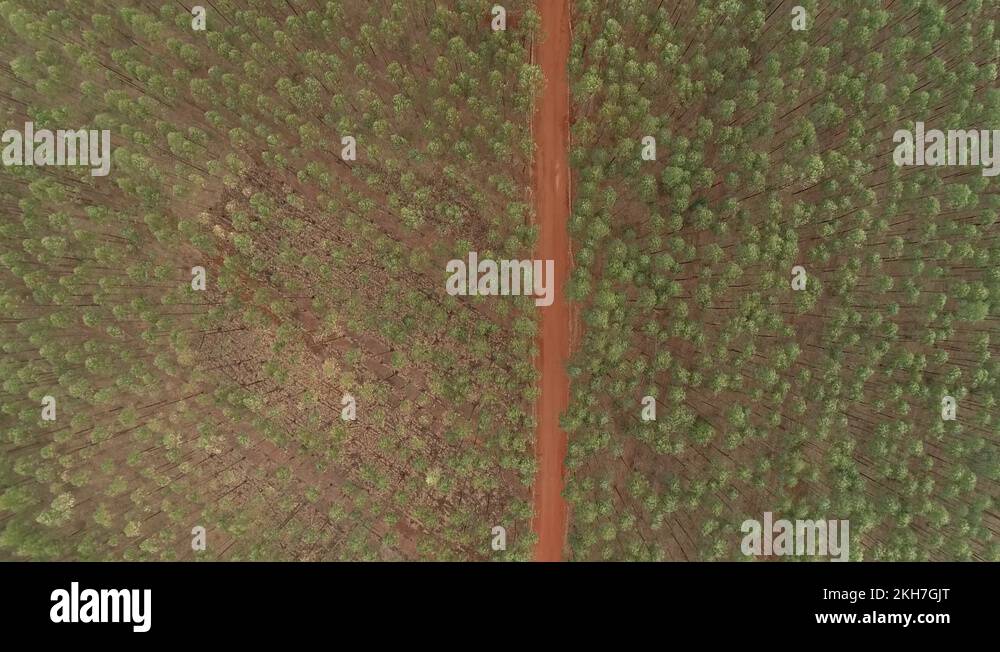 Eucalyptus tree trees plantation Stock Videos & Footage - HD and 4K ...
