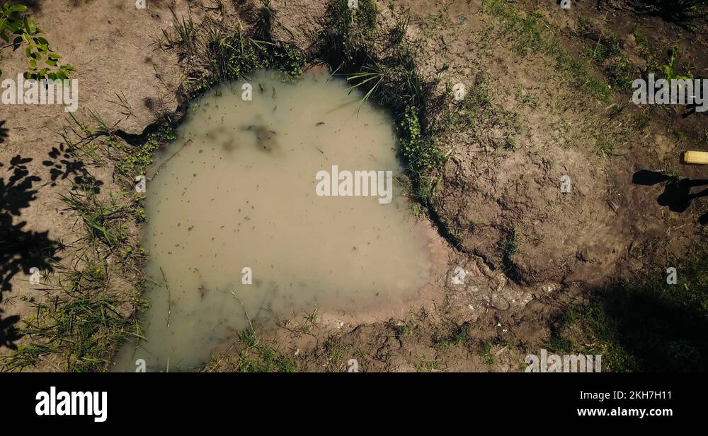 African Children drinking dirty water from a puddle in Uganda Africa ...