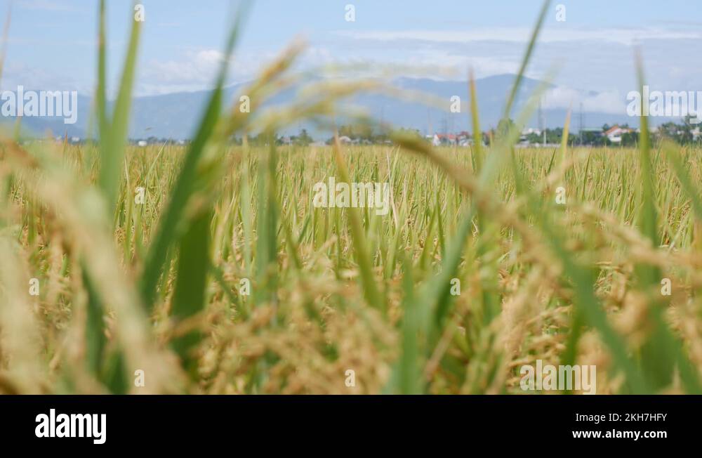 Rice stem stack Stock Videos & Footage - HD and 4K Video Clips - Alamy