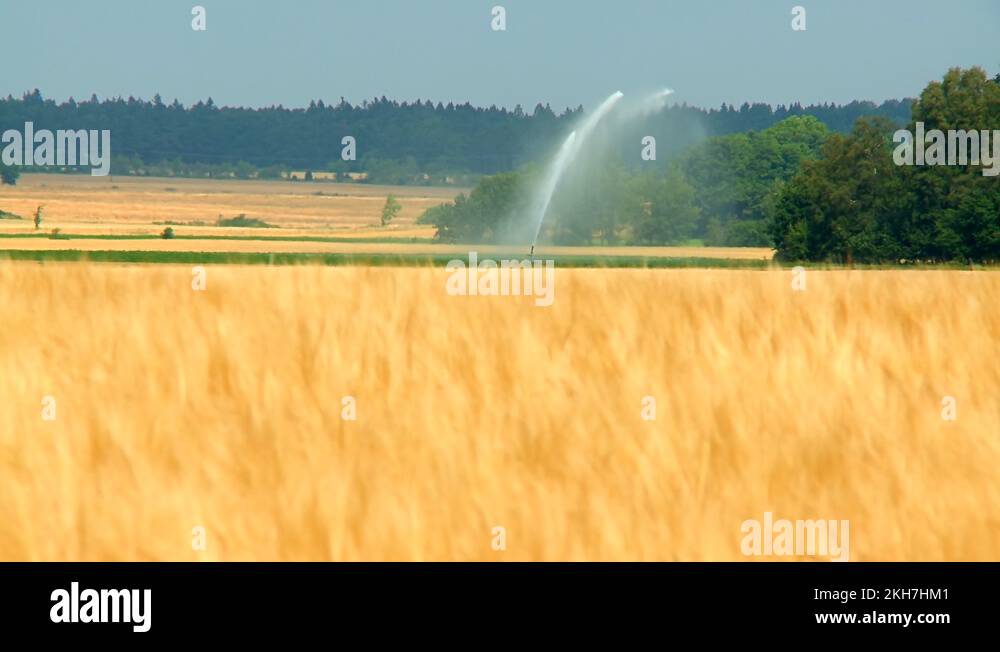 Farming rye Stock Videos & Footage - HD and 4K Video Clips - Alamy