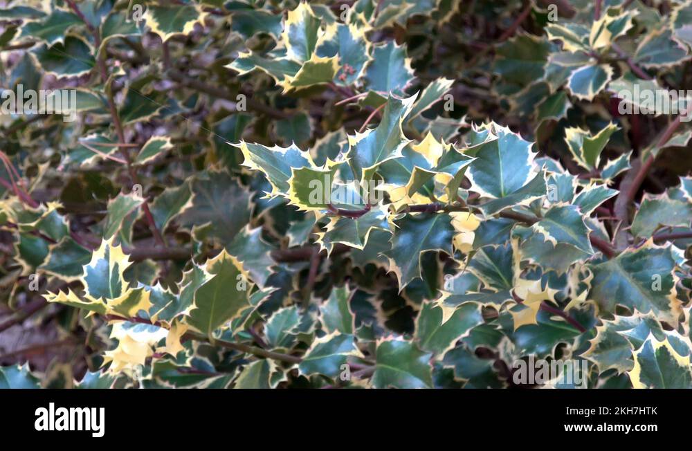 Holly tree garden Stock Videos & Footage - HD and 4K Video Clips - Alamy