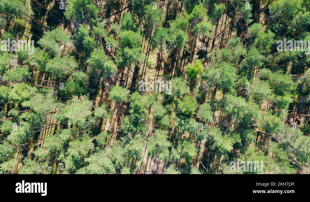 Deforestation and logging concept. Green forest with many trees Stock ...